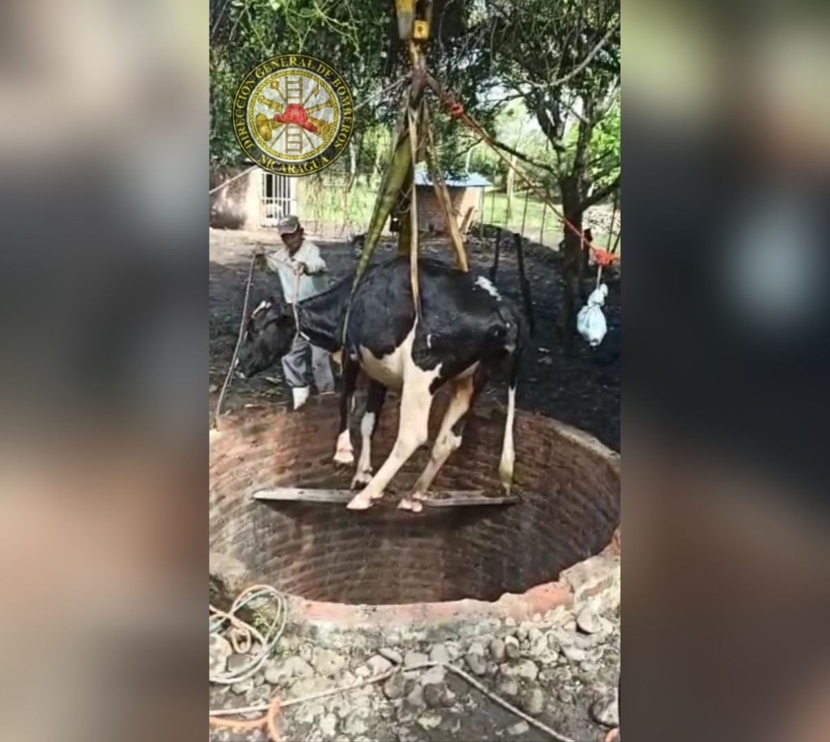 Bomberos rescatan a una vaca que cayó en un profundo pozo, en Estelí ...